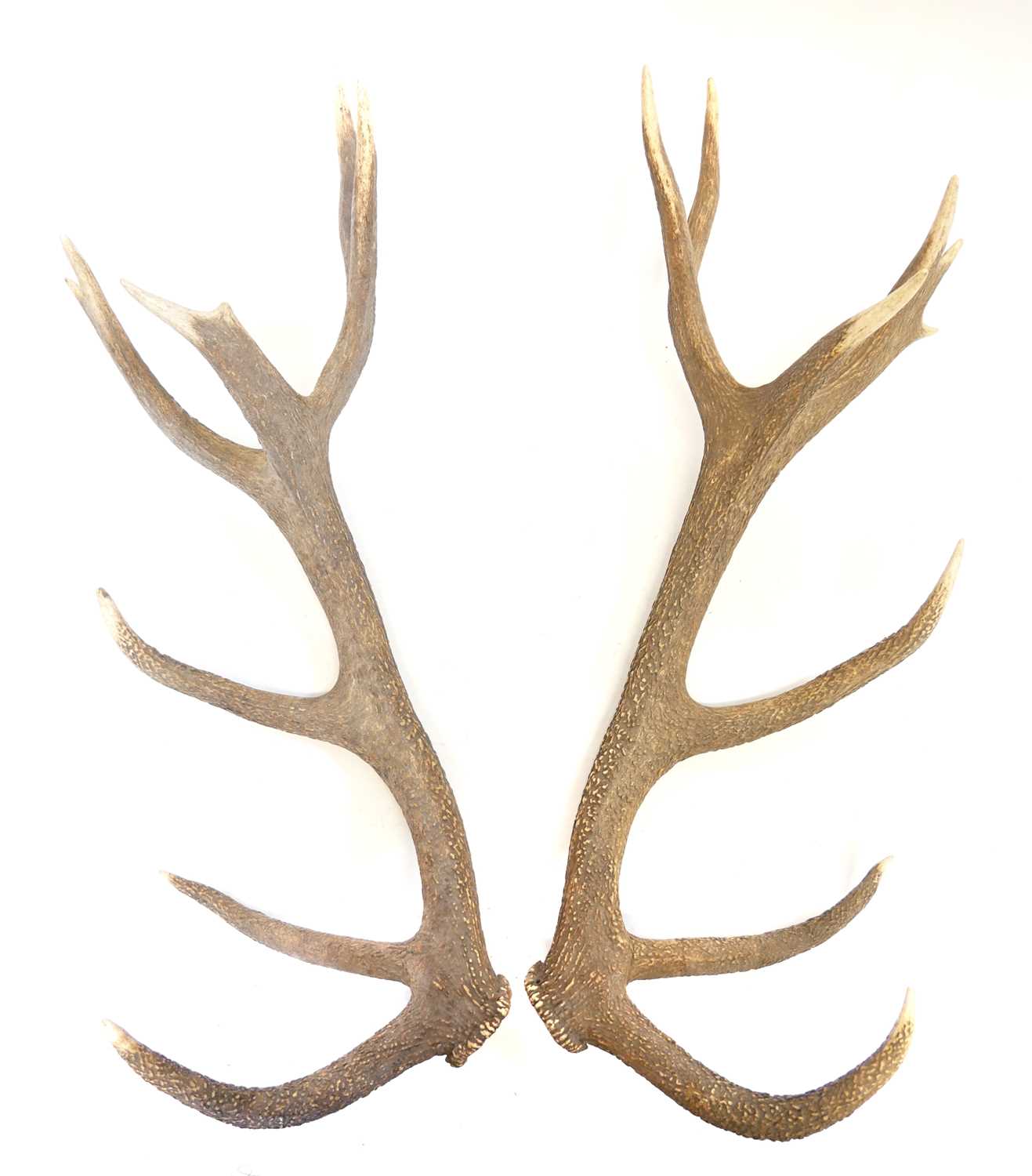 Lot 400 - A Pair of Fourteen Point Red Deer Antlers
