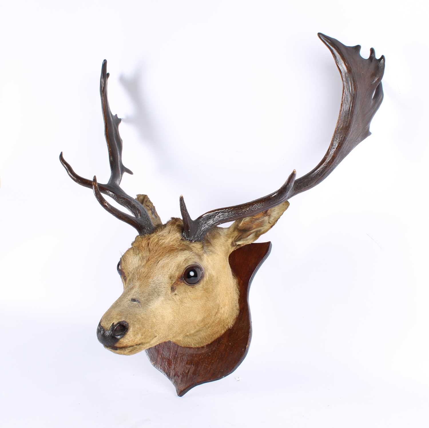 Lot 205 - A Taxidermy Fallow Deer Head Mount