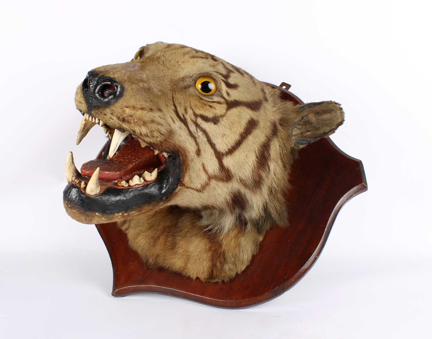 Lot 195 - An Impressive Taxidermy Bengal Tiger Head