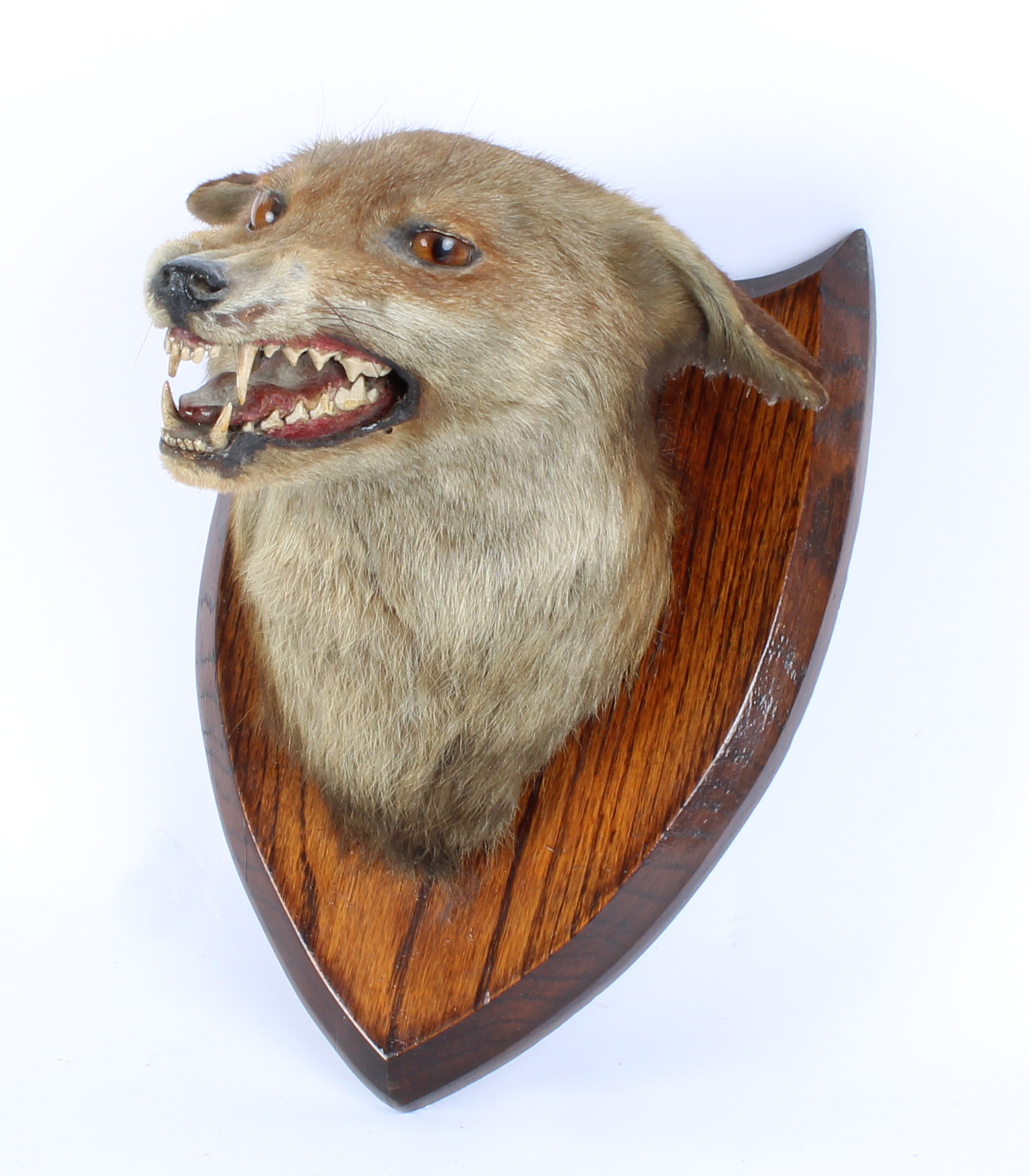 Lot 206 - A Taxidermy Fox Head Mount